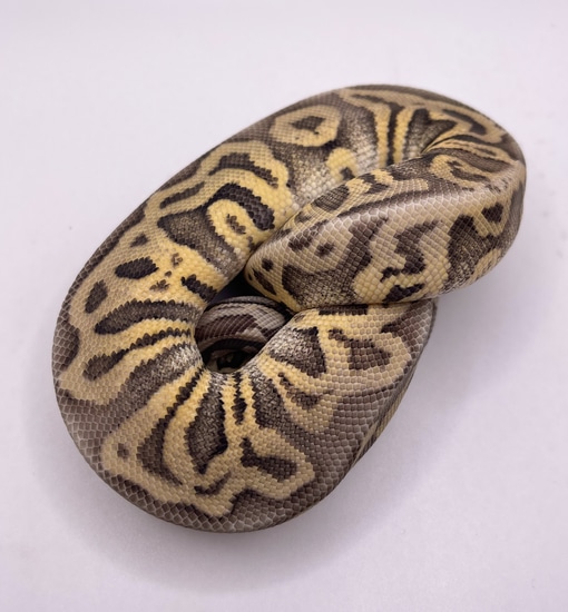 Super Pastel Leopard Het Clown Ball Python by D&C Python Palette
