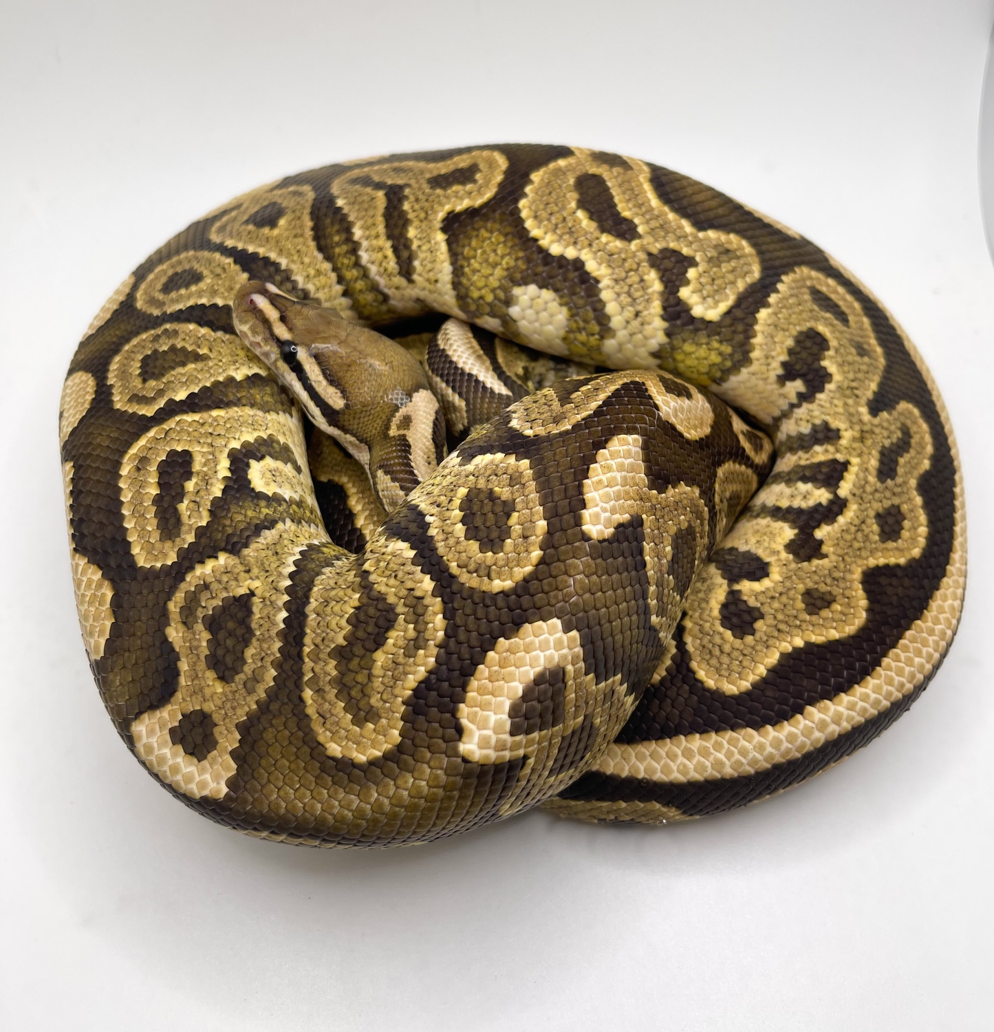 Black Pastel Fire Het Hypo Het Clown Ball Python by D&C Python Palette ...