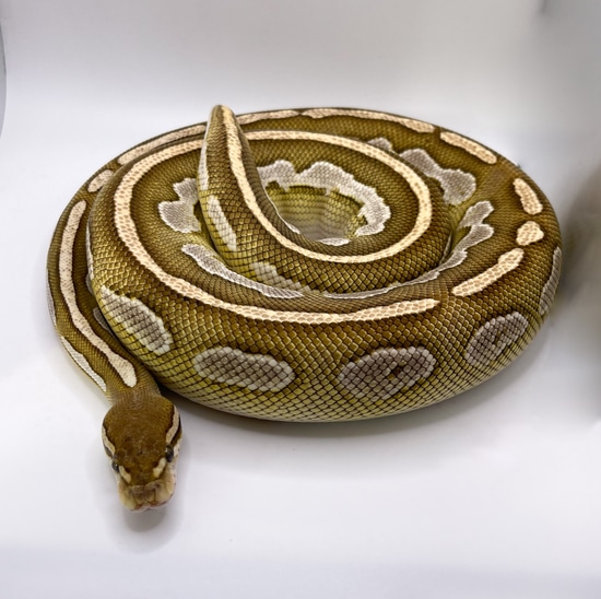 Bongo Lesser Ball Python by D&C Python Palette