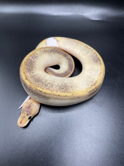 Champagne Blackhead Fire Lesser Ball Python by D&C Python Palette
