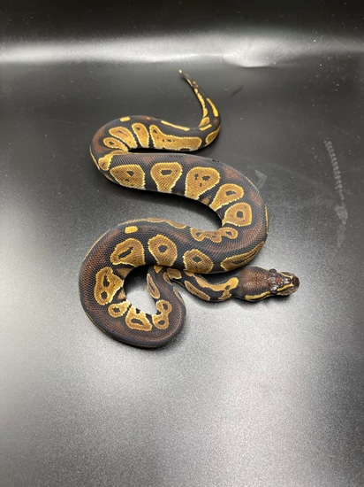 Blackhead Ball Python by D&C Python Palette