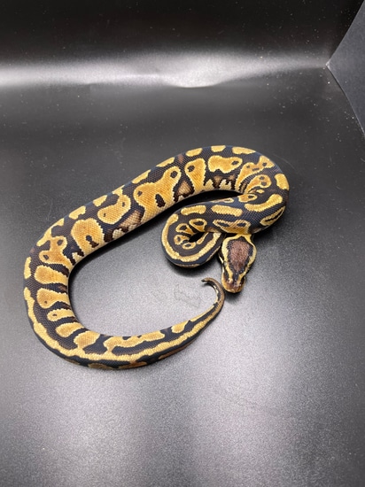 Orange Dream Pastel Het Clown Ball Python by D&C Python Palette
