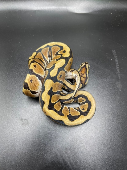 Spotnose Het Clown Ball Python by D&C Python Palette