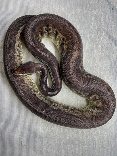 Blackhead Pewter Pos Mojave DH/ Cryptic Desert Ghost Ball Python by D&C ...