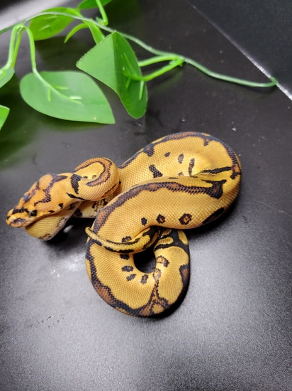 Redstripe Yellowbelly Clown Plus Ball Python by D&C Python Palette