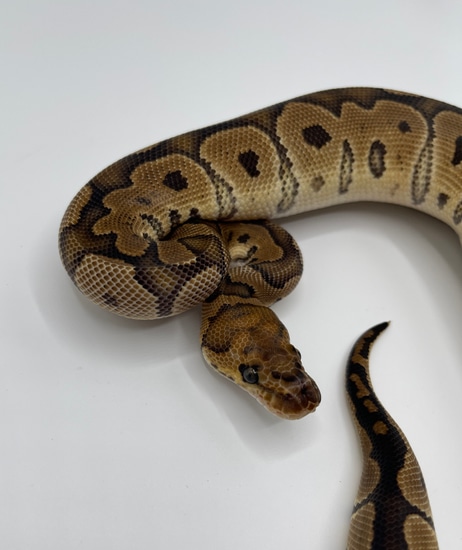 Clown Ball Python by D&C Python Palette