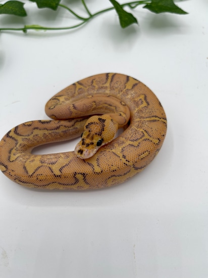 Highway Clown Ball Python by D&C Python Palette