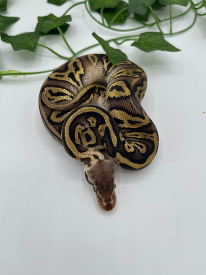 Pastel Leopard Wookie Het Clown Ball Python by D&C Python Palette