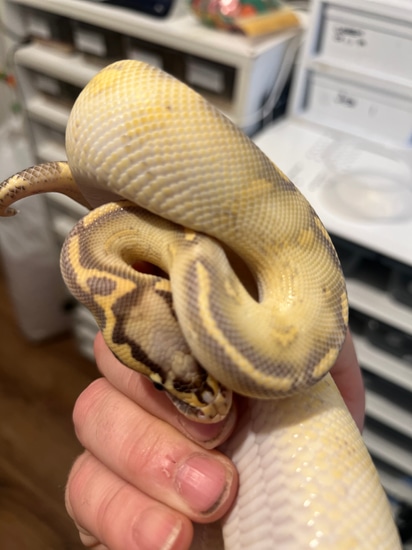 Pastel Highway Ball Python by Empire Zoo
