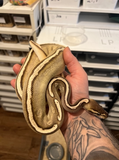 Super GHI Mojave Ball Python by Empire Zoo