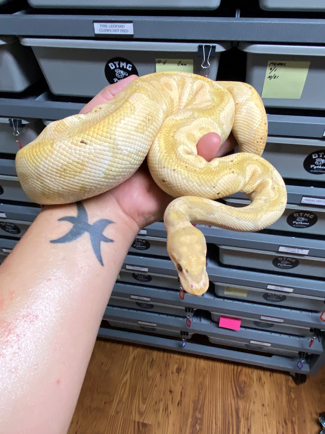 Banana Clown Ball Python by DTMG Pythons LLC - MorphMarket