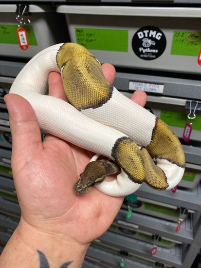 Mojave Pied Ball Python by DTMG Pythons LLC