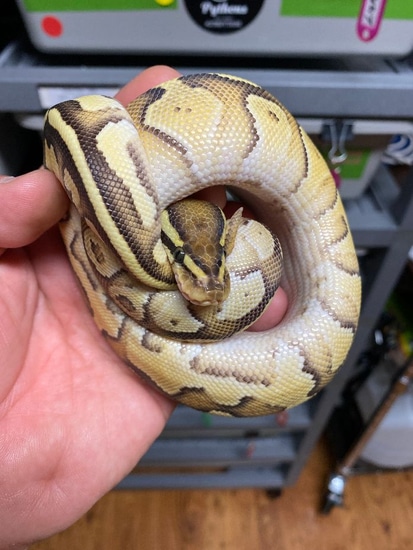 Orange Dream Lesser Ball Python by DTMG Pythons LLC