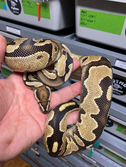 Fire Dh Clown Pied Ball Python by DTMG Pythons LLC