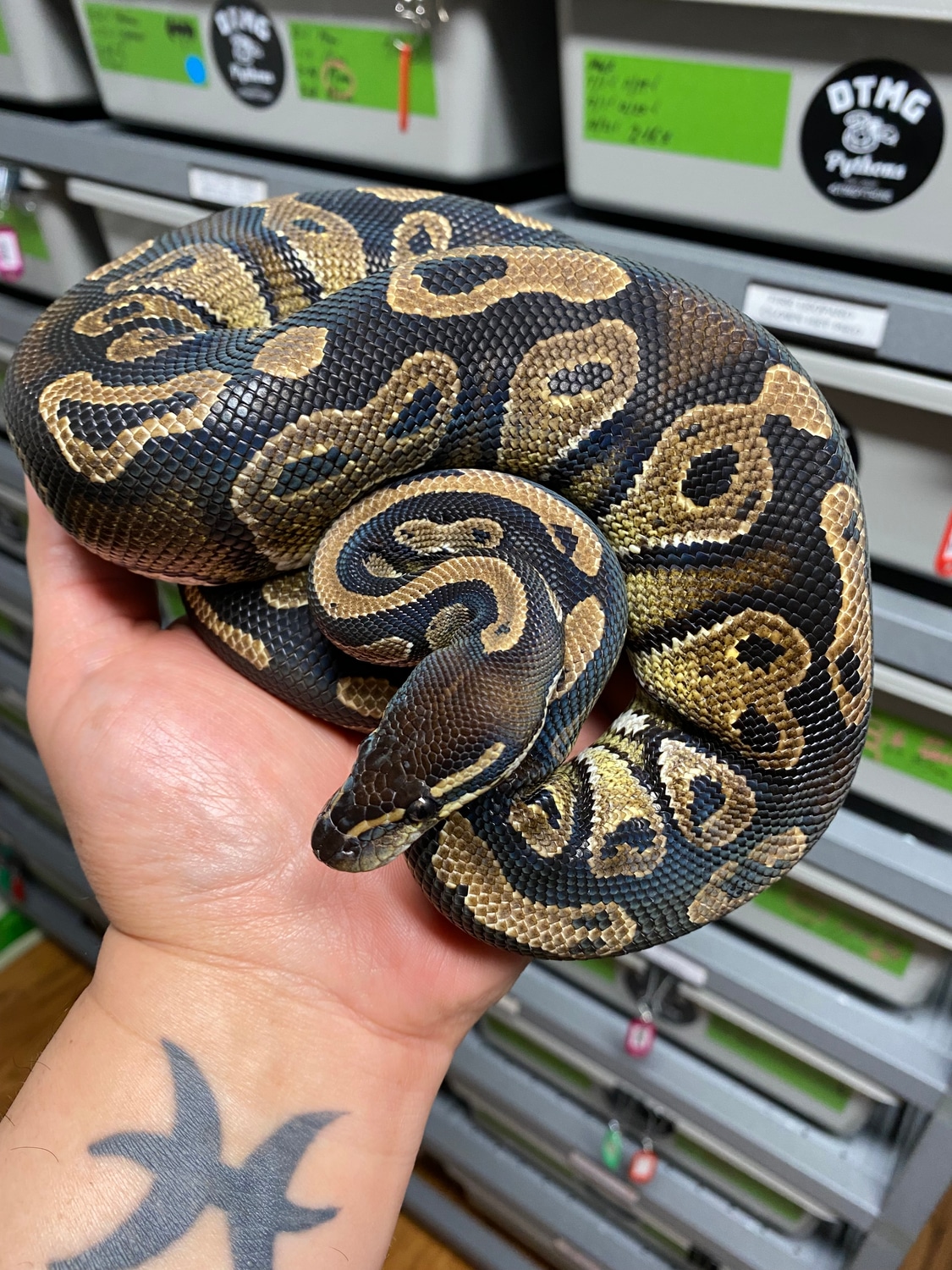 Mahogany Ball Python by DTMG Pythons LLC - MorphMarket