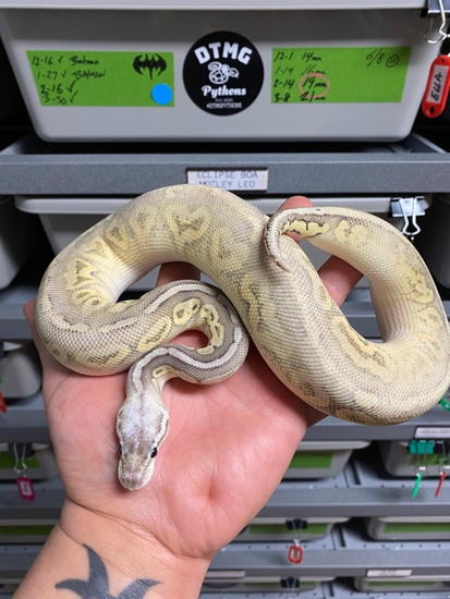 Silver Streak 100 Het Clown #2 Ball Python by DTMG Pythons LLC