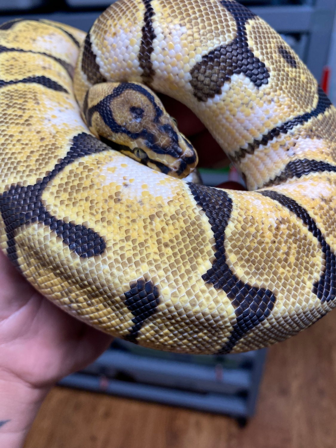 Orange Dream Spotnose Ball Python by DTMG Pythons LLC - MorphMarket
