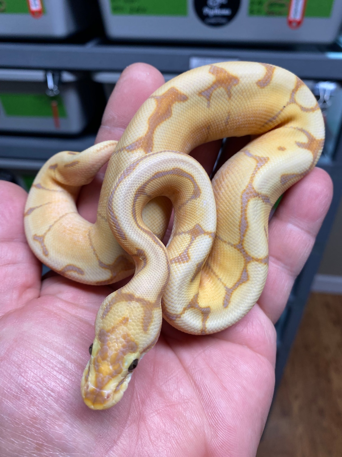 Banana Spider Ball Python by DTMG Pythons LLC - MorphMarket