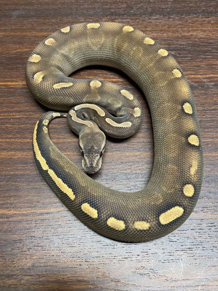 Super Ghi Mojave 100% Het Hypo Ball Python by DTMG Pythons LLC ...