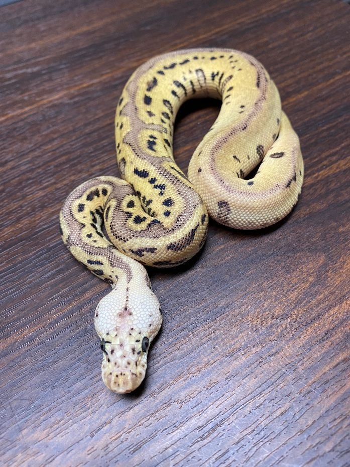 Pastel Batman Ball Python by DTMG Pythons LLC - MorphMarket