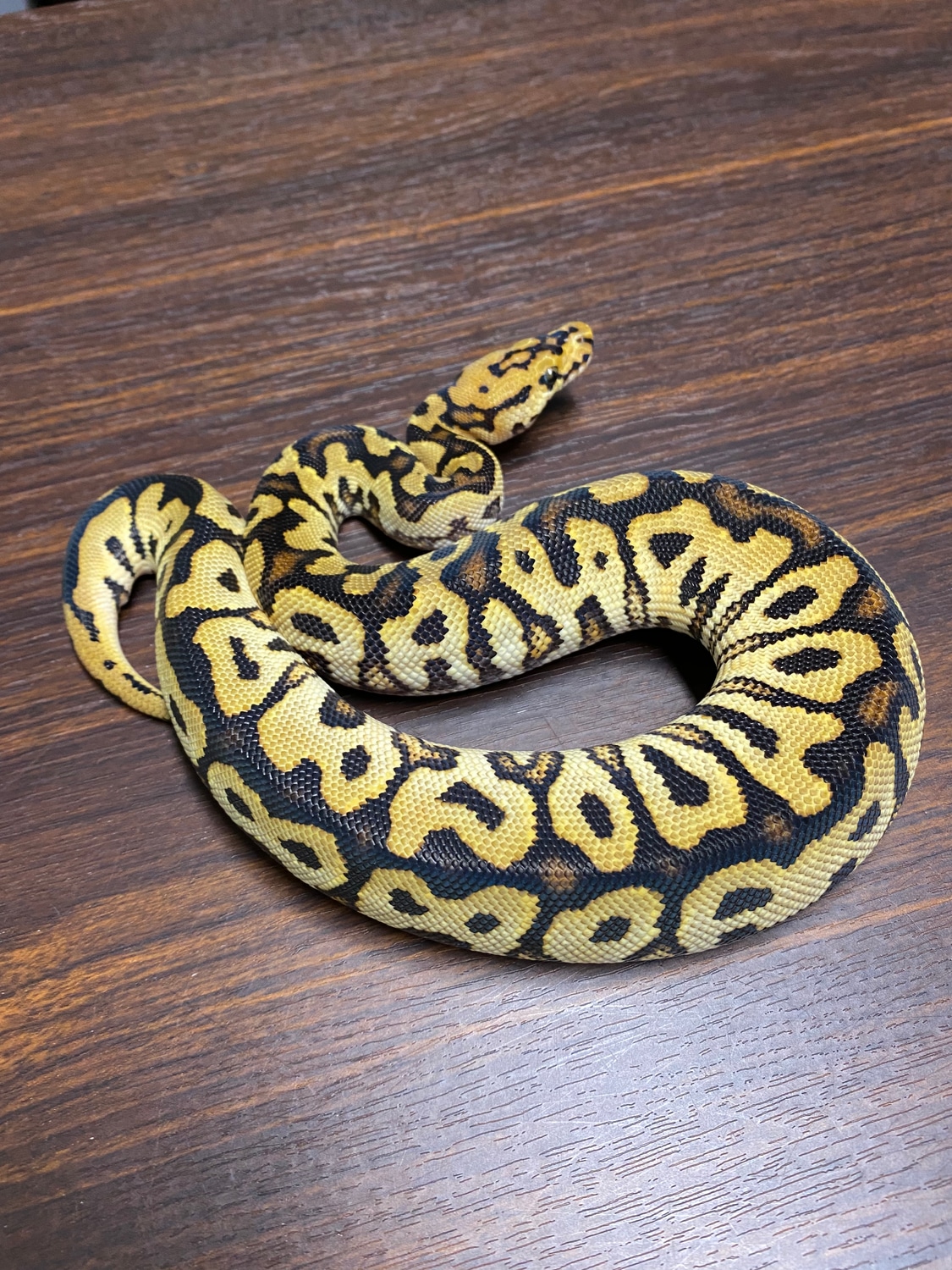 Spotnose Clown Ball Python by DTMG Pythons LLC - MorphMarket