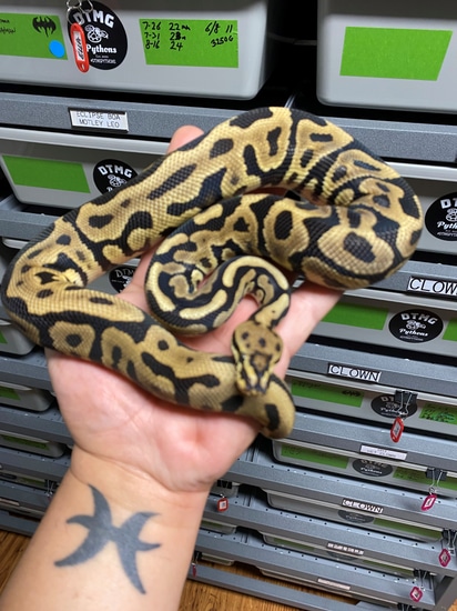 1 Eye Leopard Spotnose Het Clown Ball Python by DTMG Pythons LLC