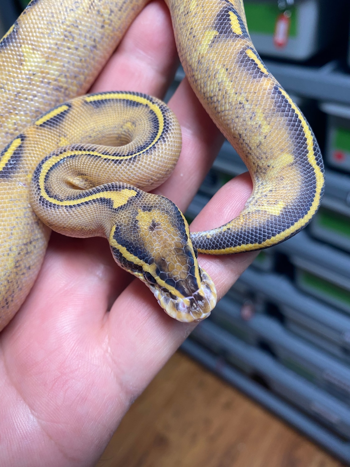 Highway Ball Python by DTMG Pythons LLC - MorphMarket