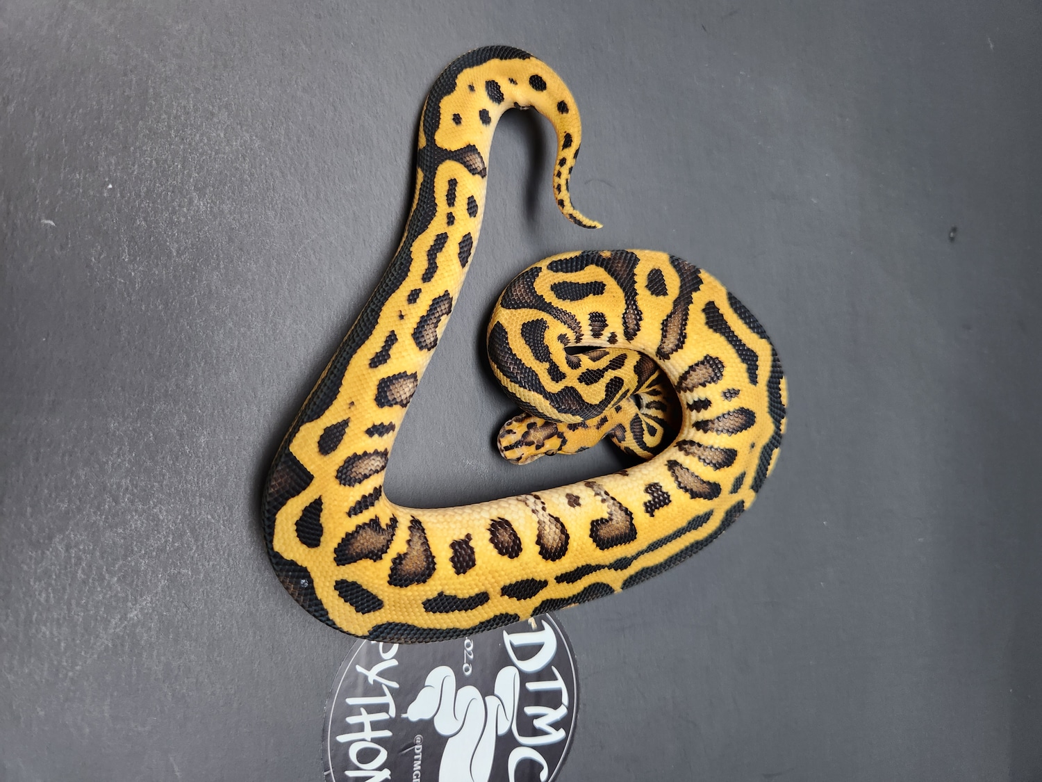 Yellow Belly Batman Ball Python by DTMG Pythons LLC - MorphMarket