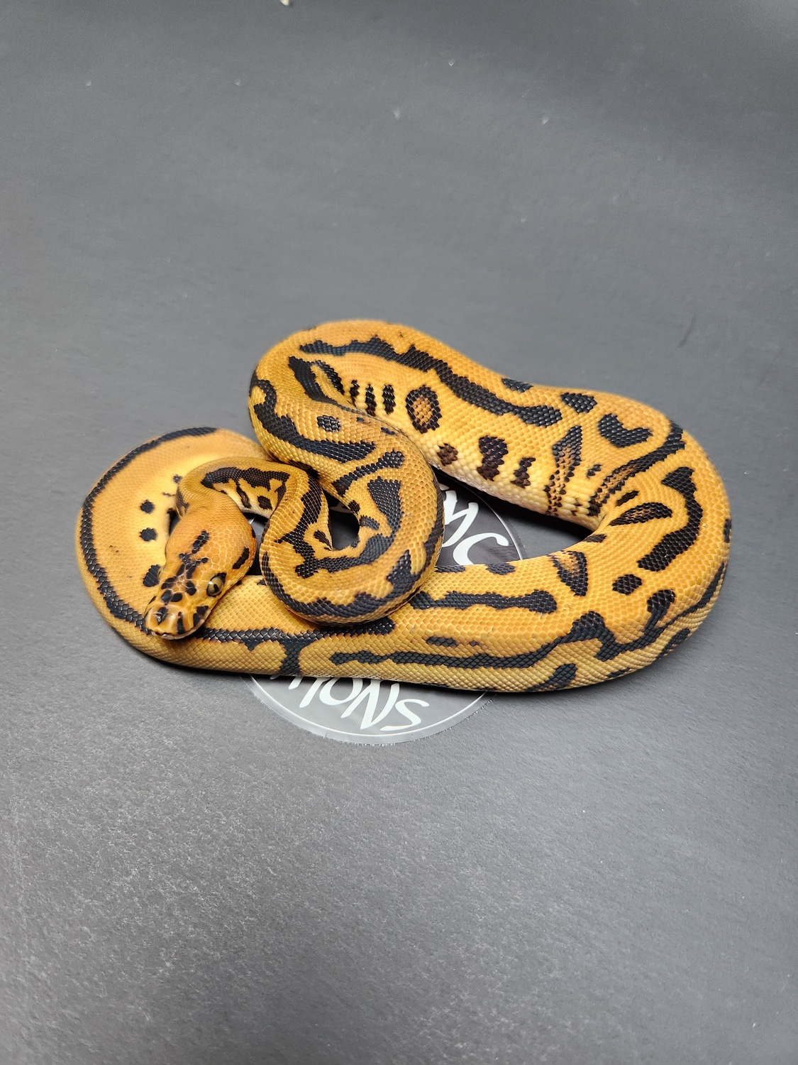 Batman Ball Python by DTMG Pythons LLC - MorphMarket