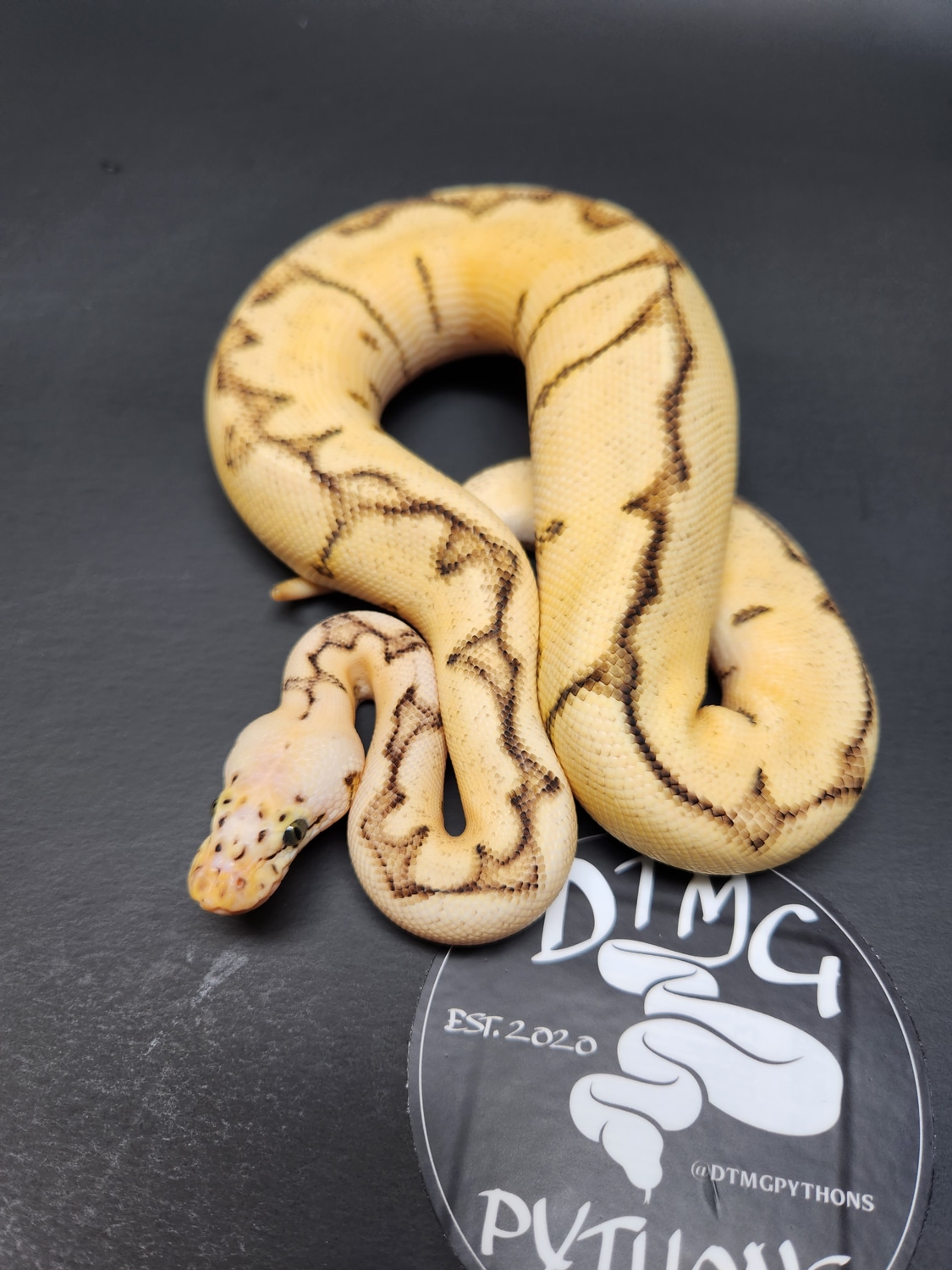 Bumble Bee Clown Ball Python by DTMG Pythons LLC - MorphMarket
