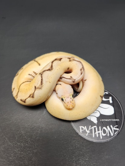 Bumble Bee Clown Ball Python by DTMG Pythons LLC