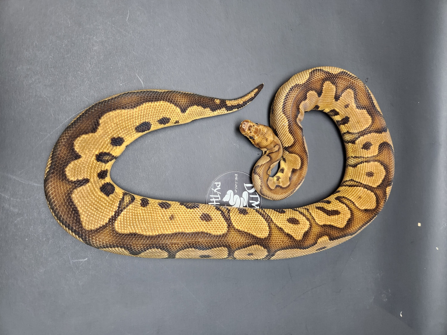 Yellow Belly Clown Ball Python by DTMG Pythons LLC - MorphMarket