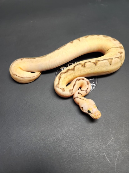 Bumble Bee Clown Ball Python by DTMG Pythons LLC