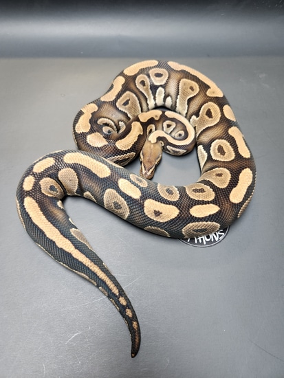 Mahogany Female Ball Python by DTMG Pythons LLC