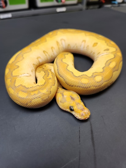 Fire Lesser Clown Ball Python by DTMG Pythons LLC