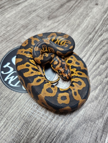 ACID/Confusion Black Pastel Chocolate Clown Ball Python by DTMG Pythons LLC
