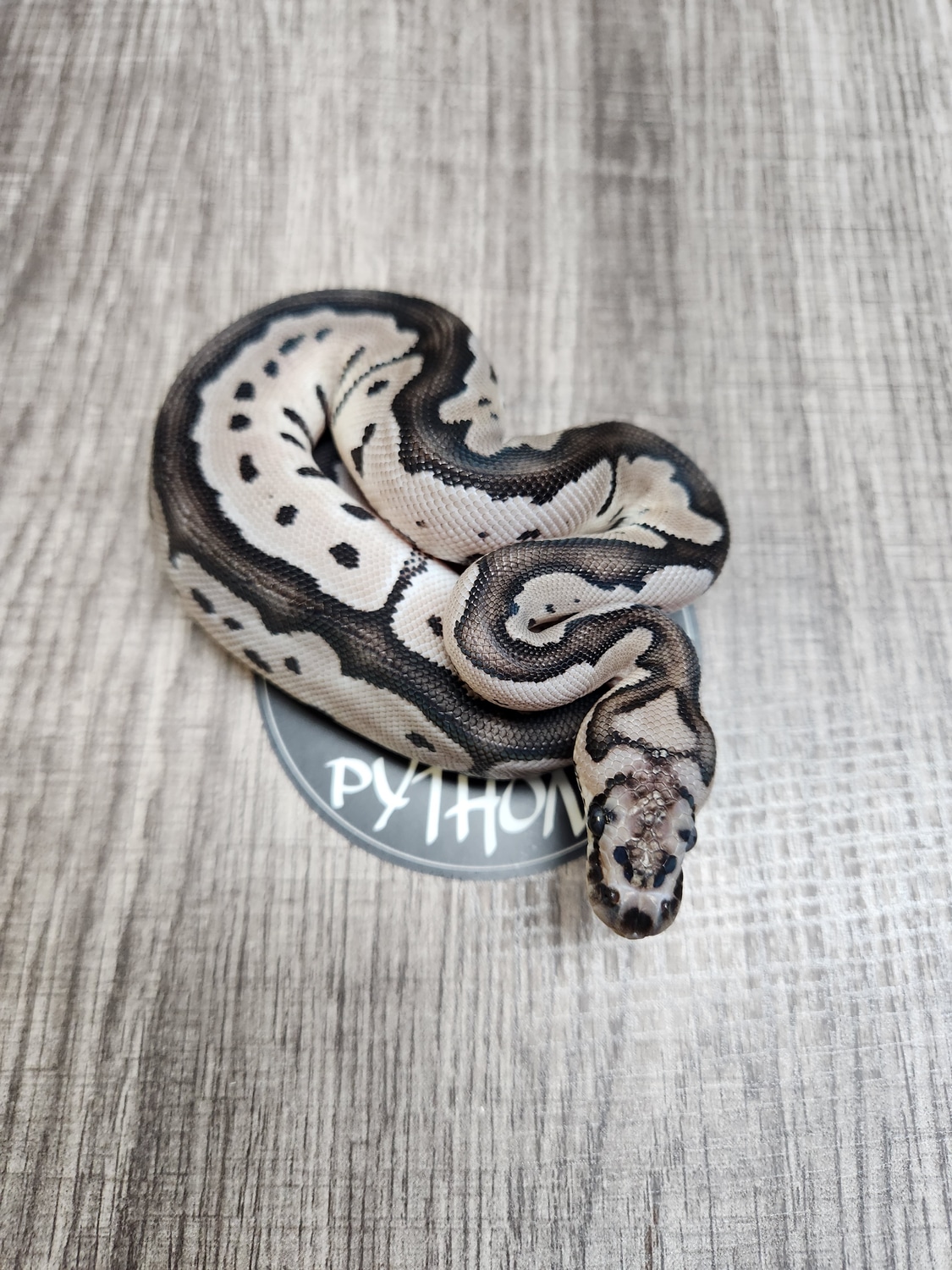 VPI Axathinic Clown Ball Python by DTMG Pythons LLC - MorphMarket
