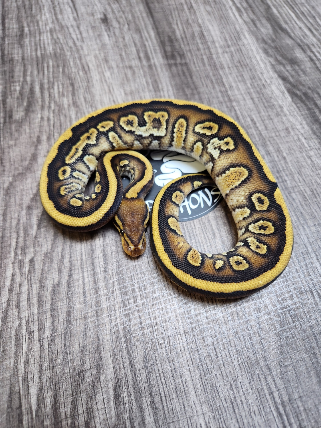 Fire Stranger Het Clown Ball Python by DTMG Pythons LLC - MorphMarket