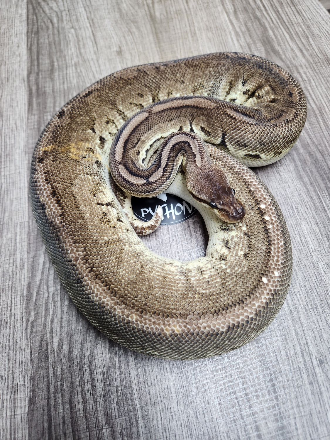 Pewter Orange Dream Ball Python by DTMG Pythons LLC - MorphMarket