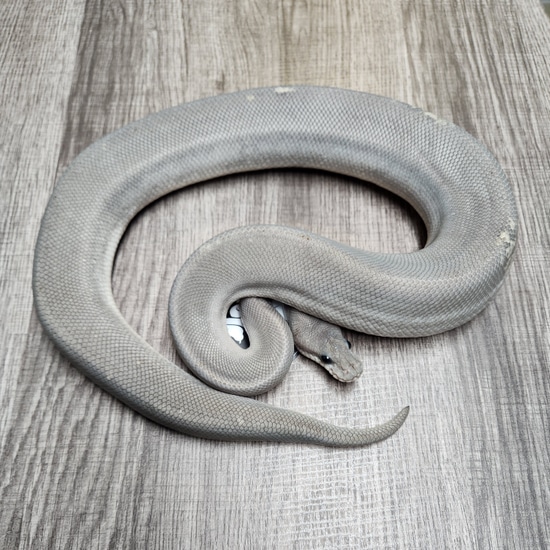 Super Black Pastel Hypo Ball Python by DTMG Pythons LLC