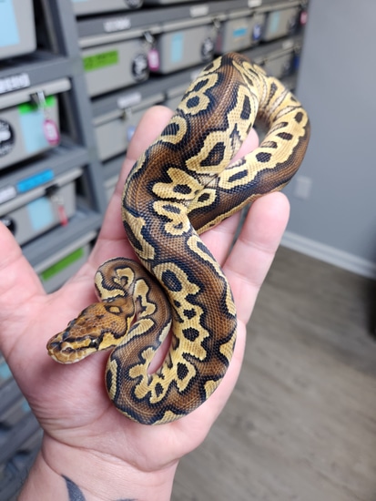 Hurricane Clown 50% Het Pied Ball Python by DTMG Pythons LLC
