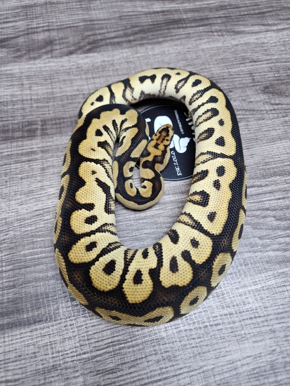 Yellow Belly Spotnose Clown Ball Python by DTMG Pythons LLC