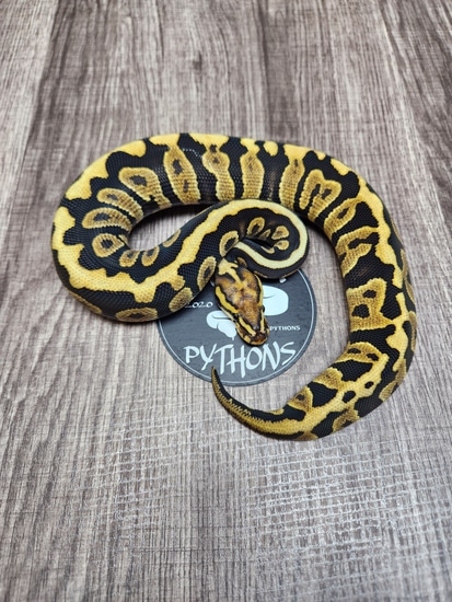 Chocolate Spotnose Het Clown Ball Python by DTMG Pythons LLC