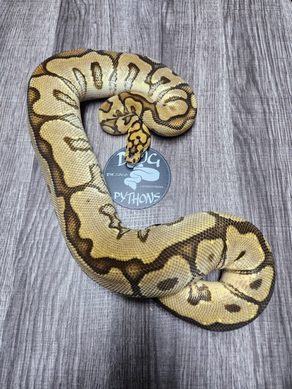 Enchi Spotnose Clown Poss Red Stripe Ball Python by DTMG Pythons LLC