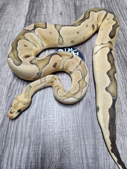 Orange Dream Fire Clown Ball Python by DTMG Pythons LLC