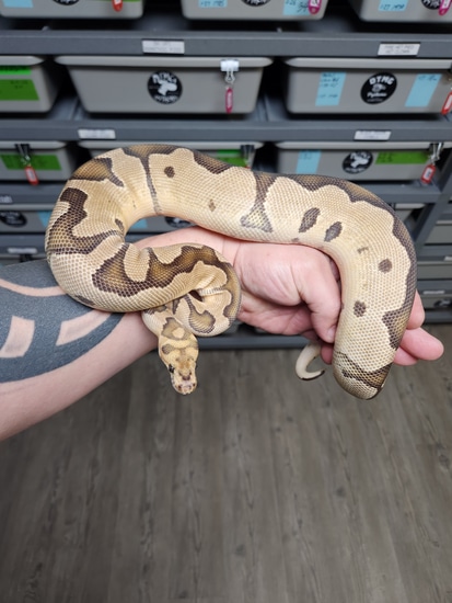 Orange Dream Fire Blade Clown Ball Python by DTMG Pythons LLC