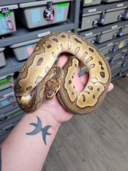 Red Stripe Clown Ball Python by DTMG Pythons LLC