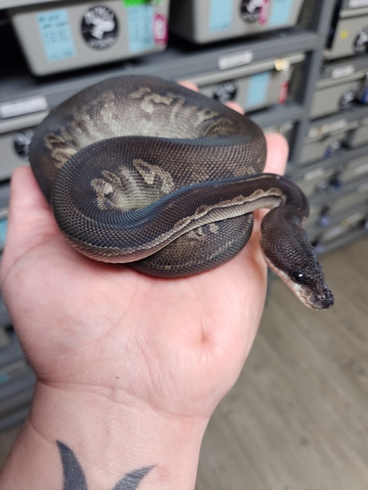 Black Head Cinnamon Hra Ball Python by DTMG Pythons LLC