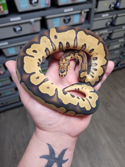 Chocolate Red Stripe Yellow Belly Clown Ball Python by DTMG Pythons LLC