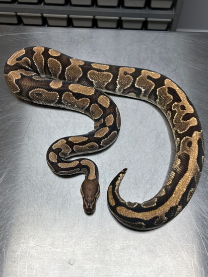 Sugar Het Clown Ball Python by DTMG Pythons LLC